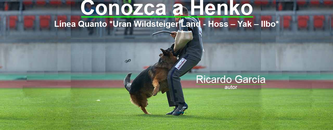 Conozca a Henko vom Holtkämper Hof