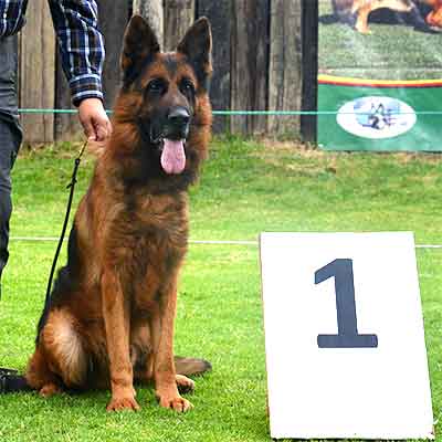 Método de cinco pasos para comprender la anatomía del pastor alemán