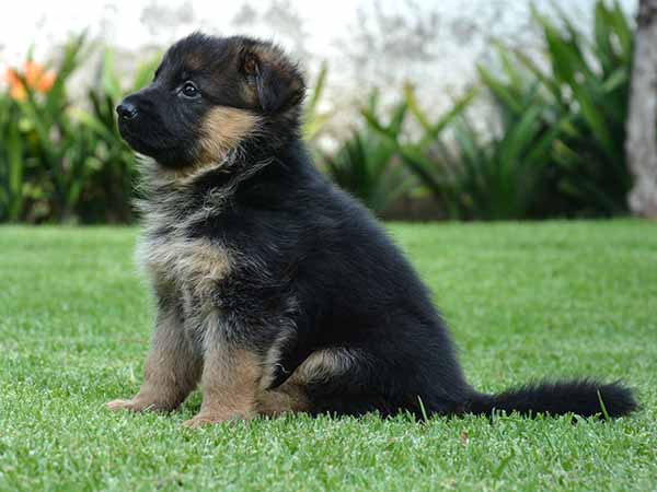 Cachorros de Pastor Alemán en la Ciudad de México